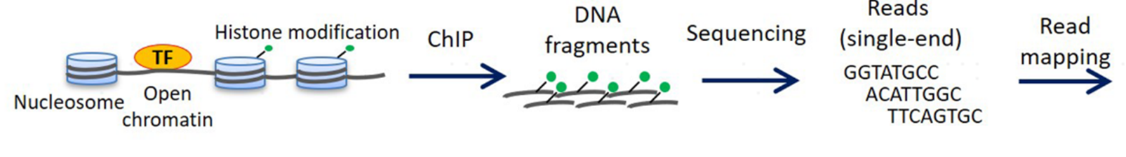 表观组学 - 知乎