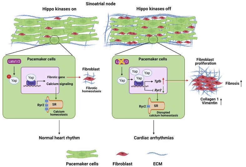 Hippo-Yap通路新功能揭示窦房结功能障碍和先天性出生缺陷治疗新思路 - 知乎