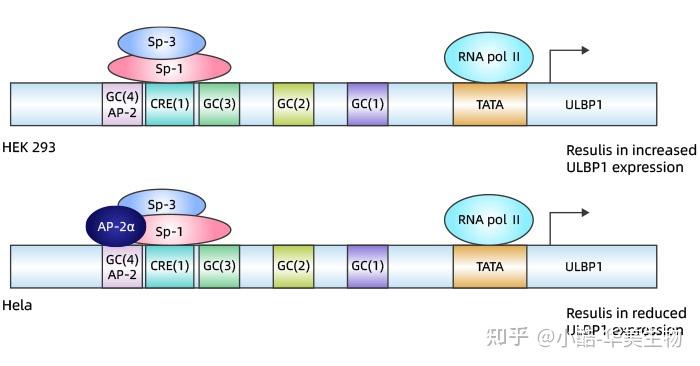 ULBP1蛋白：NKG2D配体潜力成员，多种血液和实体肿瘤CAR-T治疗靶点！ - 知乎