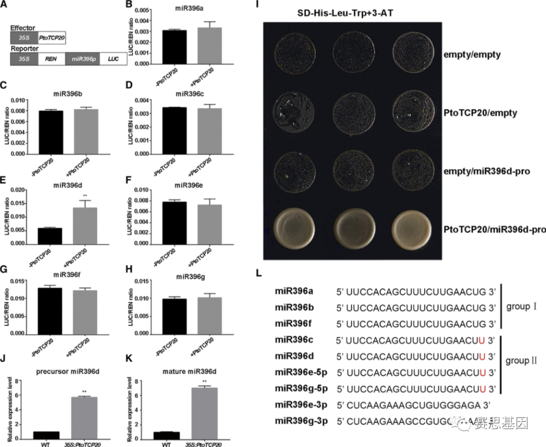 【Plant Commun】PtoTCP20-miR396d-PtoGRF15模块可调节杨树的次生维管发育 - 知乎