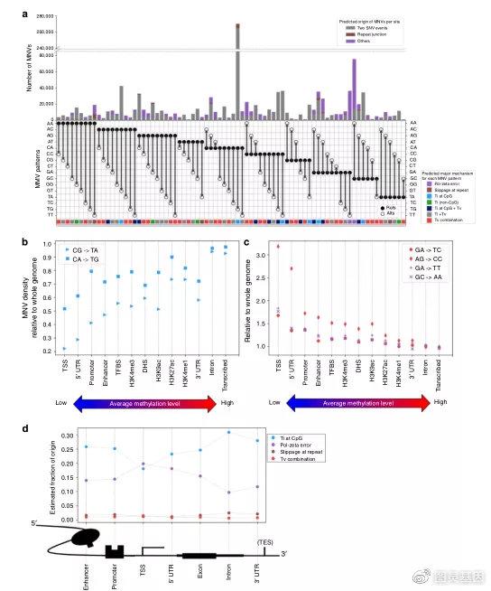 Nat Comm. | 15万人类基因组中多核苷酸变异（MNV）的起源及功能研究 - 知乎