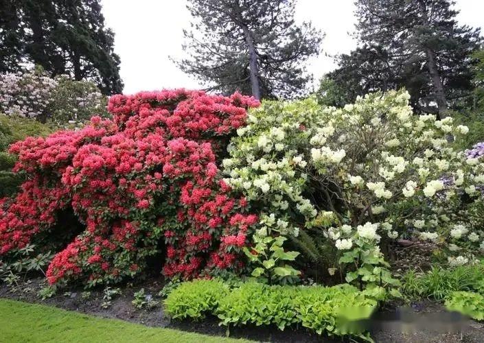 【植物界全系列】杜鹃花目—杜鹃花科（三）：杜鹃1 - 知乎