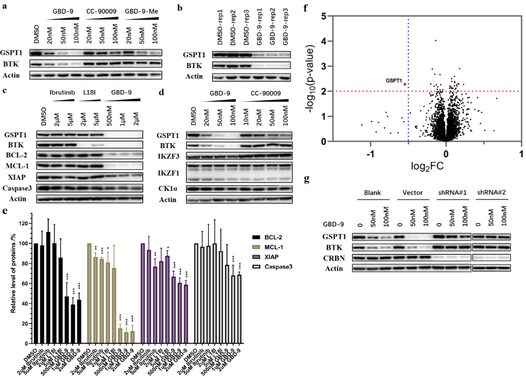 融合PROTAC和分子胶，同时降解BTK和GSPT1蛋白 - 知乎