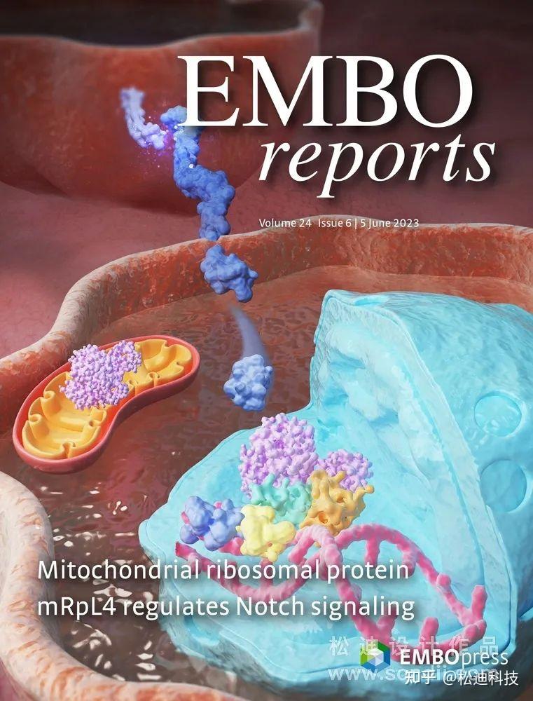 封面故事：揭示线粒体核糖体蛋白mRpL4调控Notch信号通路的新机制 - 知乎
