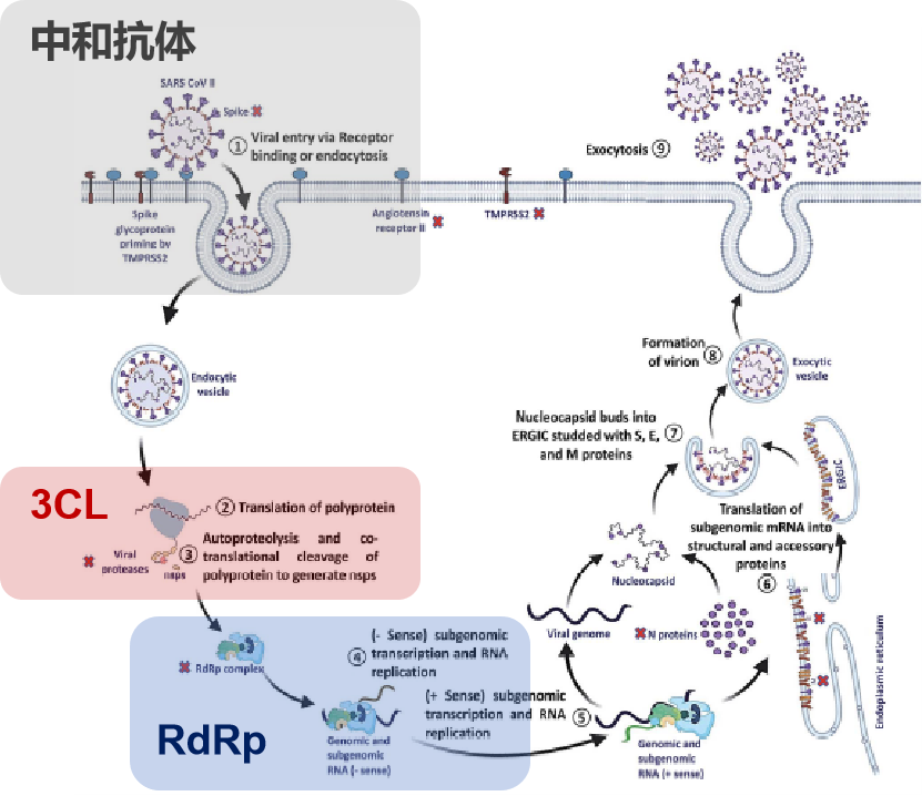 新冠二阳来了！不同靶点的新冠口服药怎么选择？ - 知乎