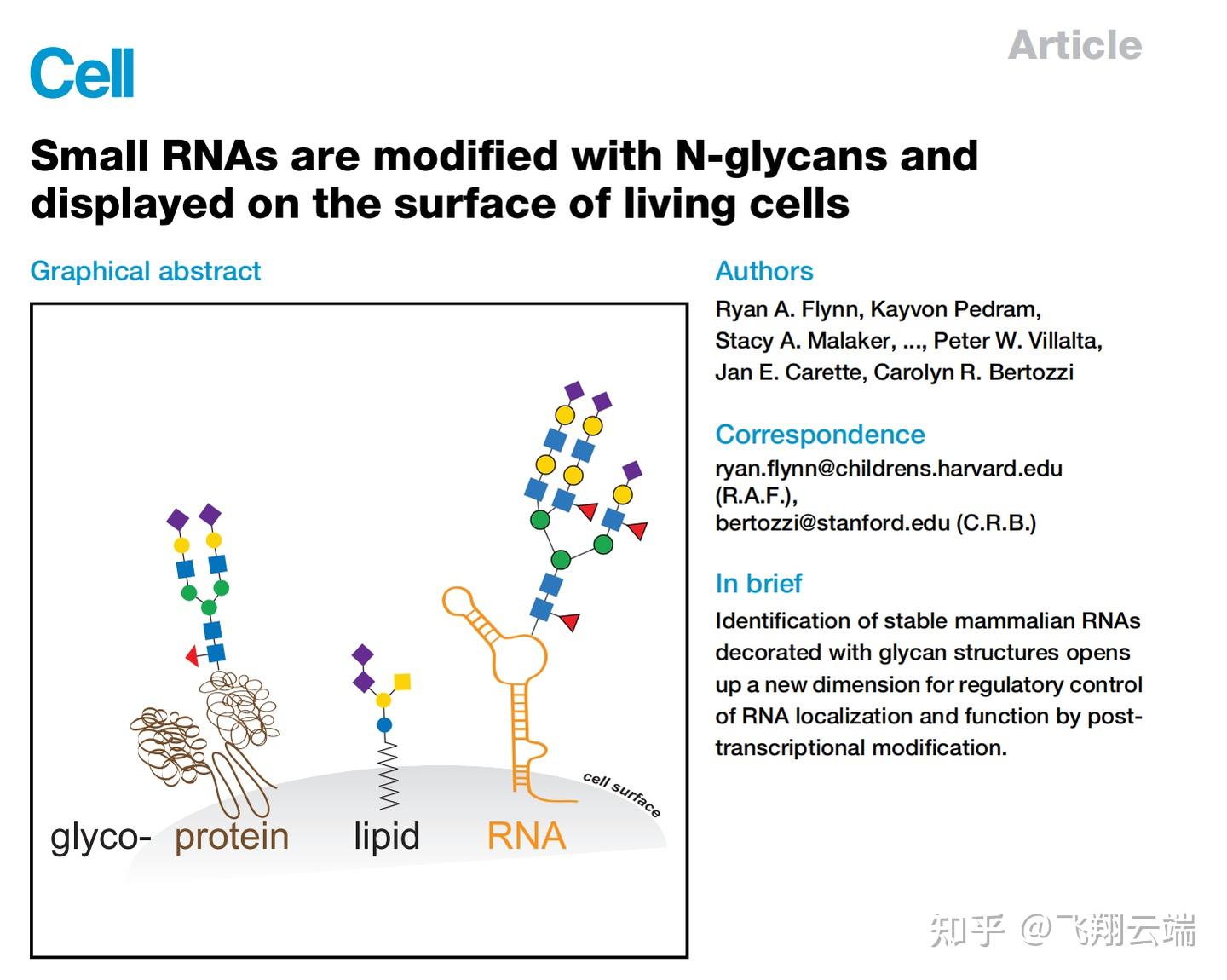 Cell重磅连发，糖基化RNA(GlycoRNA)的前世今生 - 知乎