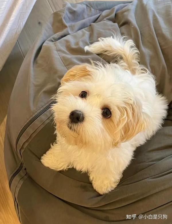 原来“哈瓦那犬”的优点这么多，难怪这么受欢迎 - 知乎