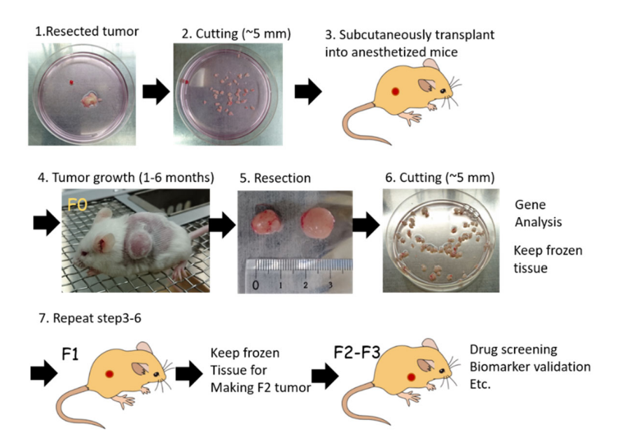 关于PDX模型，你了解多少？ - 知乎