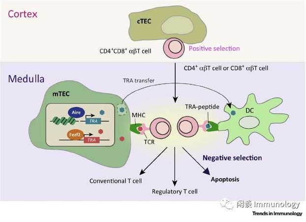 T细胞基础生物学：从起源到功能 - 知乎