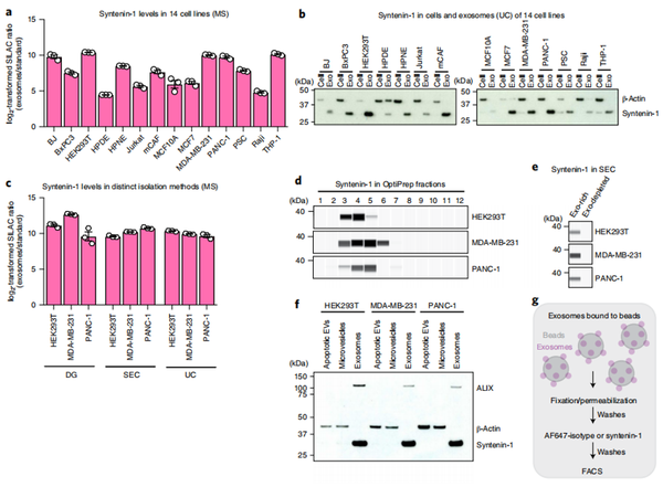 NCB | 定量蛋白质组学揭示细胞外泌体通用标志物Syntenin-1 - 知乎