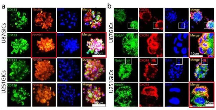 一文读懂 Notch 信号通路| MedChemExpress - 知乎