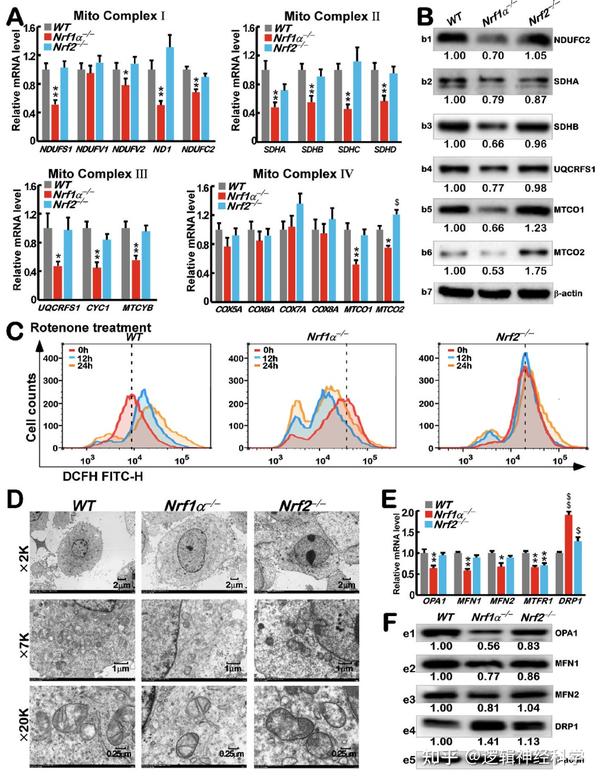 专家点评 Redox Biol︱Nrf1是维护细胞线粒体稳态而不可或缺的一个氧化还原决定因子 - 知乎