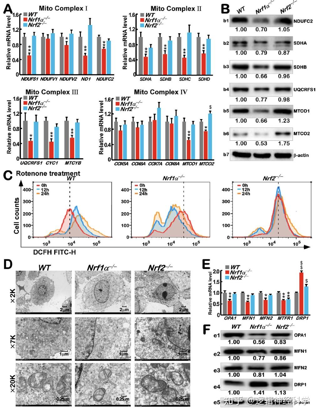 专家点评 Redox Biol︱Nrf1是维护细胞线粒体稳态而不可或缺的一个氧化还原决定因子 - 知乎