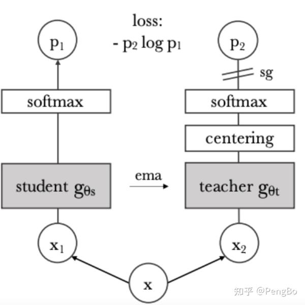 DINO 自监督算法简介 - 知乎