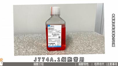 J774A.1细胞培养，小鼠单核巨噬细胞培养攻略 - 丰晖生物 - 知乎
