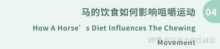 【科普】马的咀嚼方式及解剖结构对咀嚼运动的影响How Does A Horse Chew &How Anatomy Influences ...