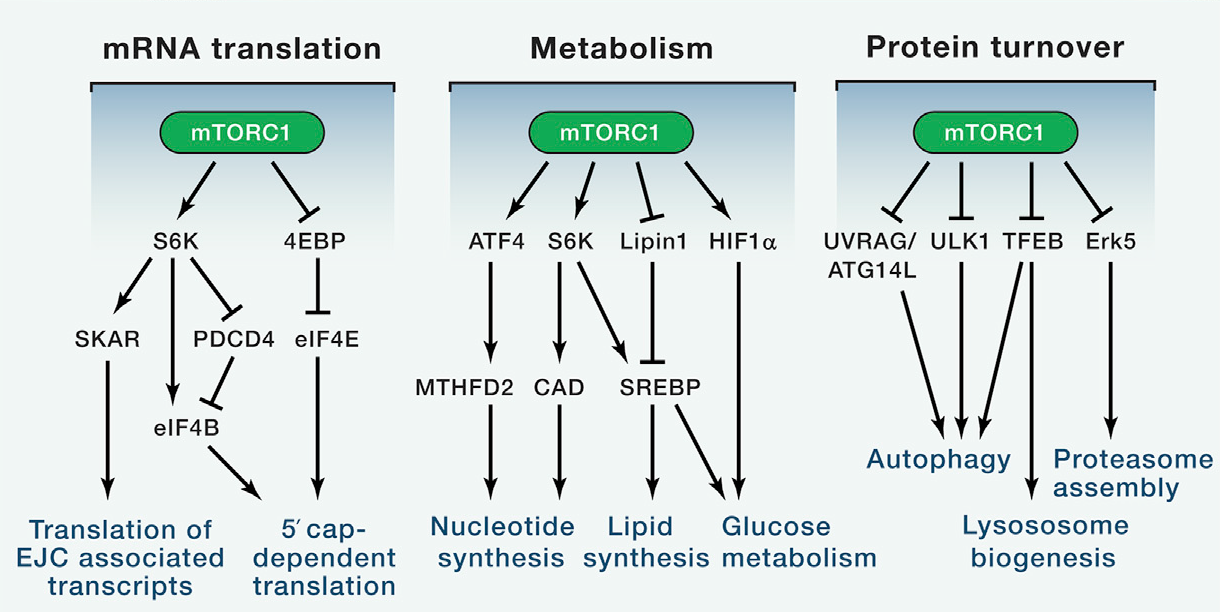 干货 | 揭开mTOR神秘面纱 - 知乎