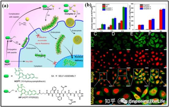《AHM》综述：药物自给药系统--分子设计、构建策略及生物应用 - 知乎