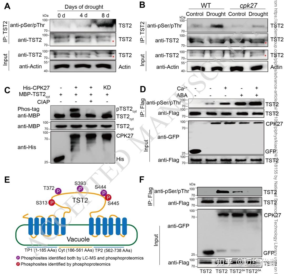 Plant Physiol | 浙江大学胡璋健团队番茄抗旱机制研究新进展 - 知乎