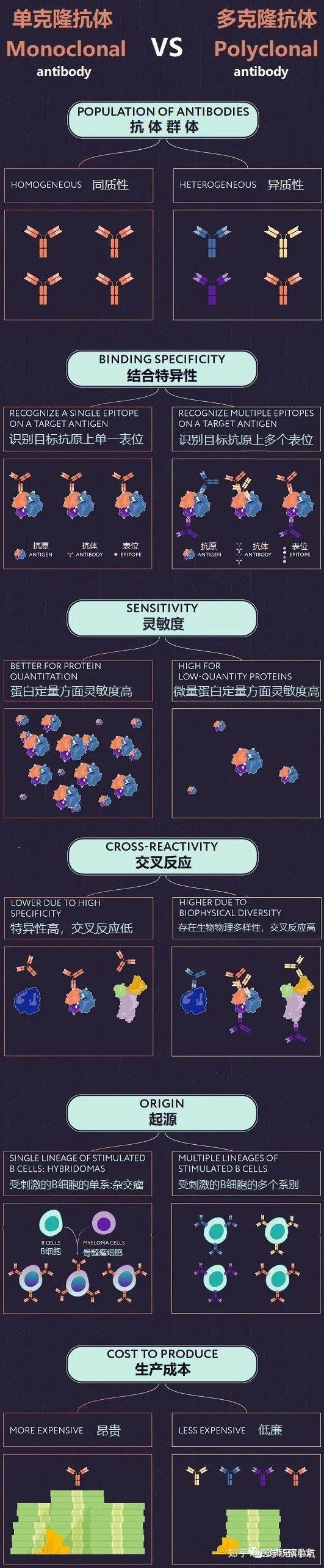 一文了解单克隆抗体和多克隆抗体之间的区别 知乎
