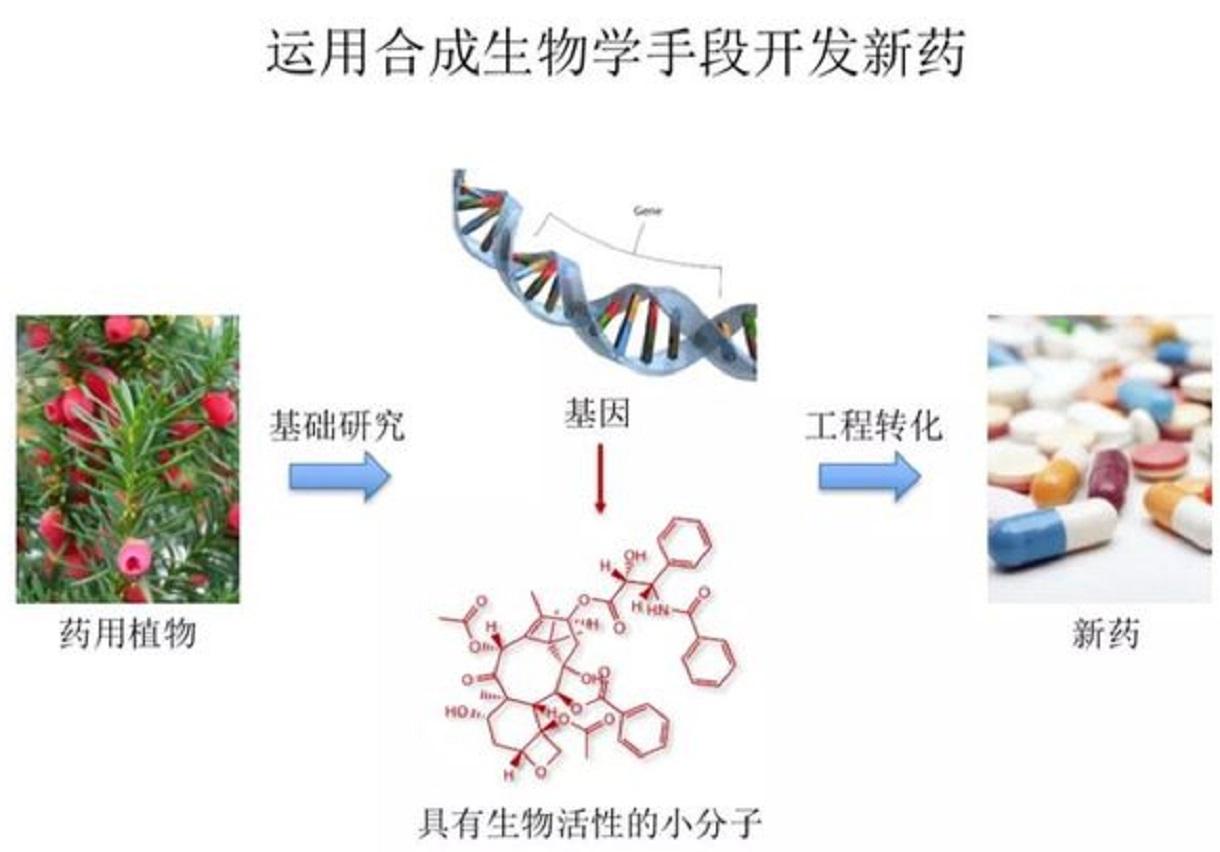 扮演上帝？创造生命奇迹的合成生物学（上） - 知乎