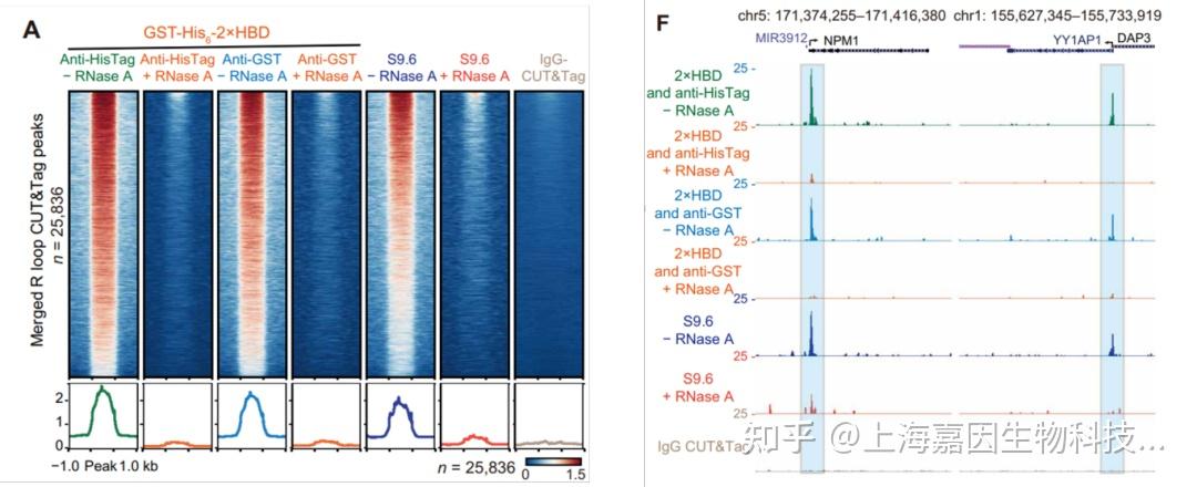 R-loop CUT&Tag 系列文章之四-R-loop CUT&Tag技术原理和技术对比 - 知乎