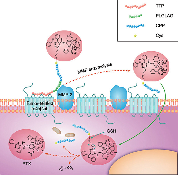 PDC药物的靶向释放原理与代谢产物鉴定研究策略 - 知乎