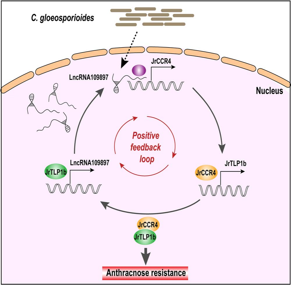 没有转化体系的物种，如何研究其基因功能？（四） - 知乎