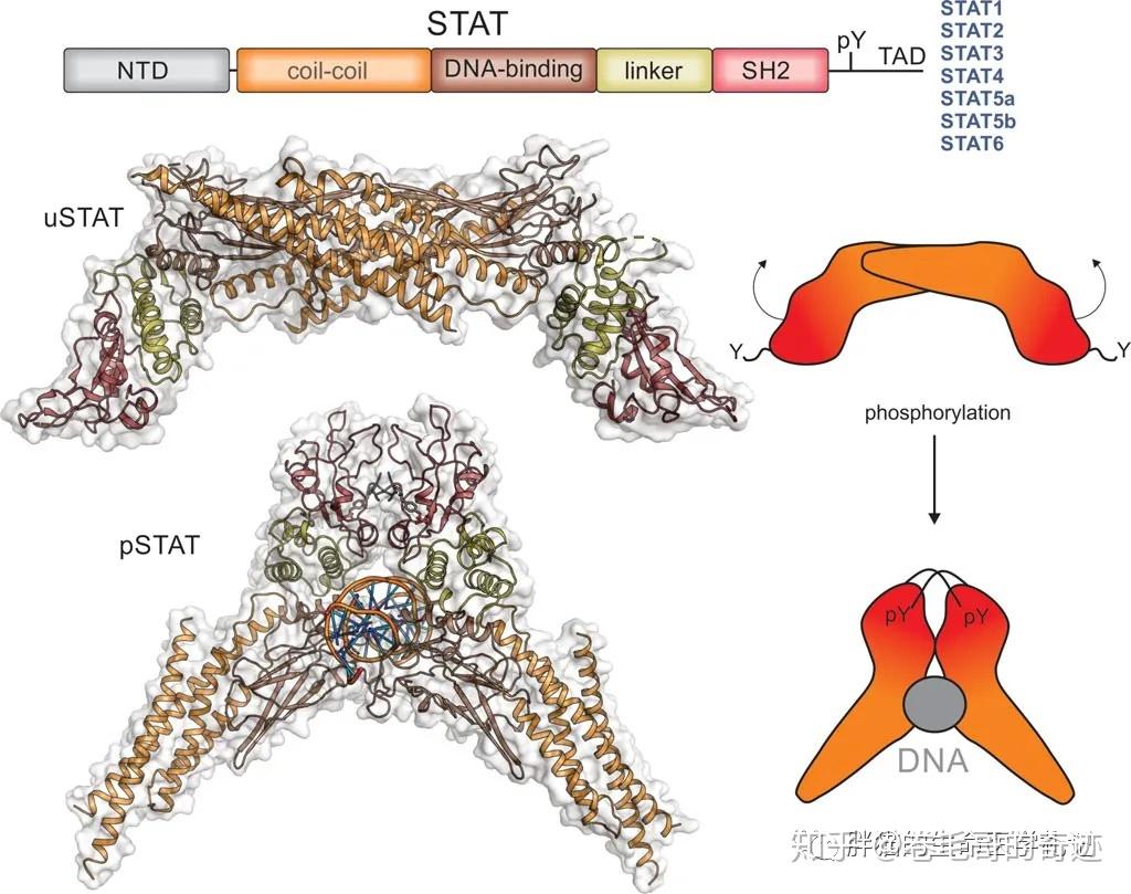 JAK-STAT信号通路 - 知乎
