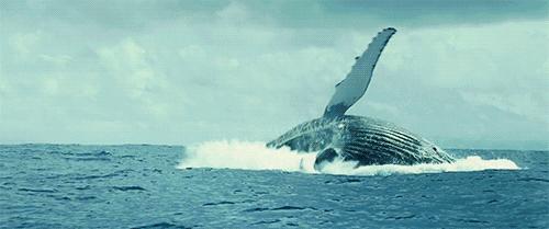 去马达加斯加观鲸，需要注意什么？ - 知乎