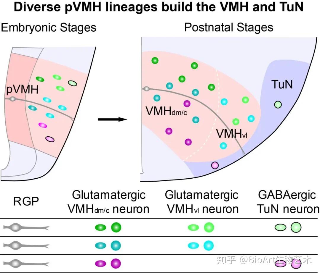 Neuron | 宋洪军团队揭示下丘脑核团发育形成的基本规律 - 知乎