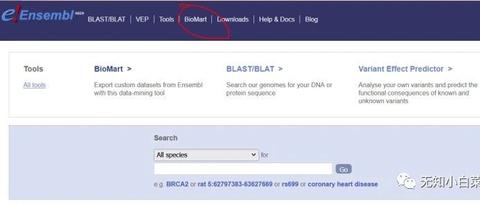 Ensemble官网BioMart及R语言biomaRt包获取人鼠同源基因 - 知乎