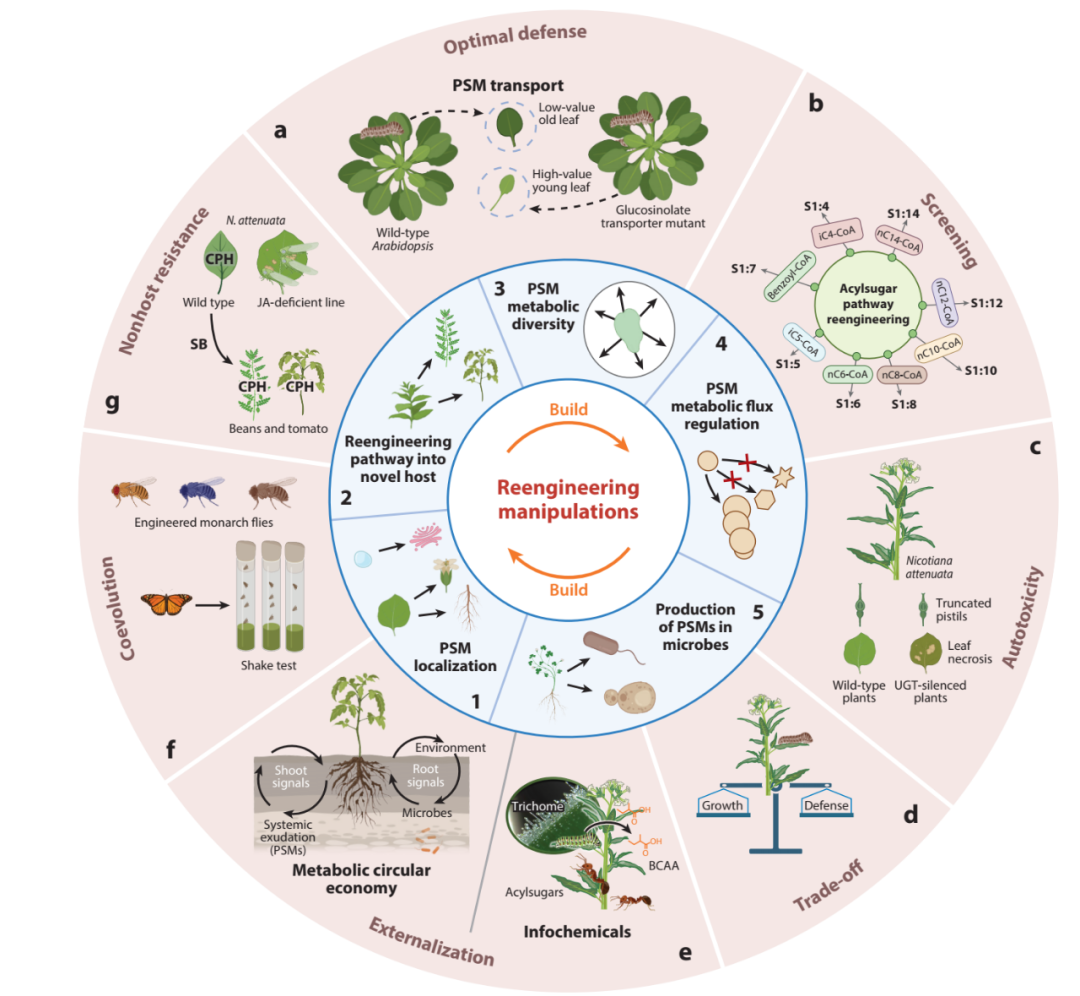 Annu Rev Plant Biol | 复旦大学白悦辰团队应邀合作撰写如何用合成生物学解析植物次生代谢产物的功能 - 知乎