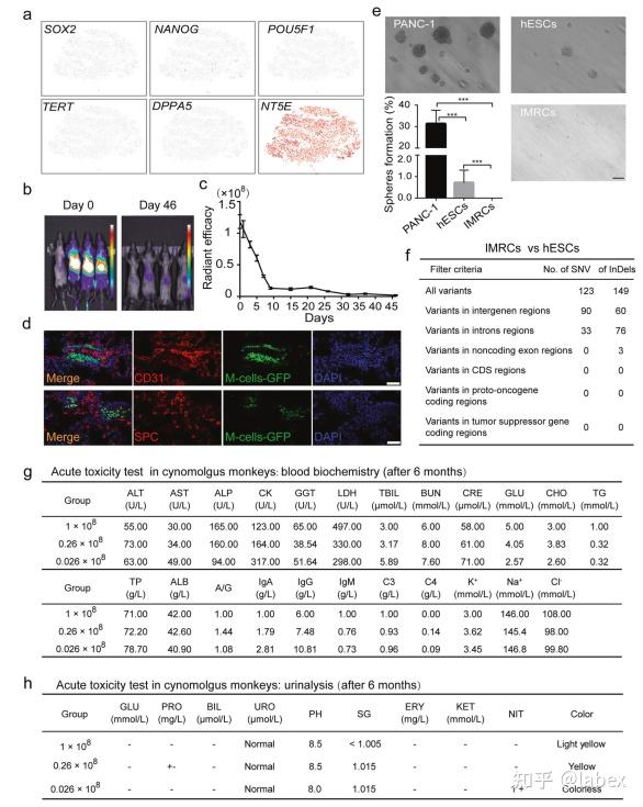 文献分享：IMRCs治疗肺损伤和纤维化的潜力 - 知乎