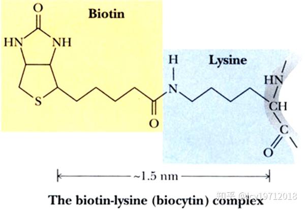生物素的生化功能及在生物技术领域的应用 - 知乎