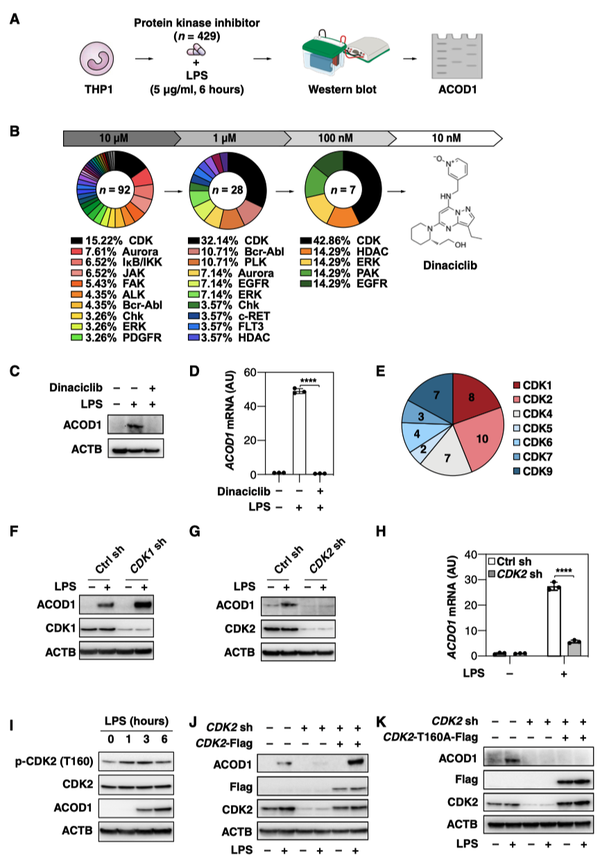 Science子刊丨脓毒症新靶点CDK2-ACOD1 - 知乎