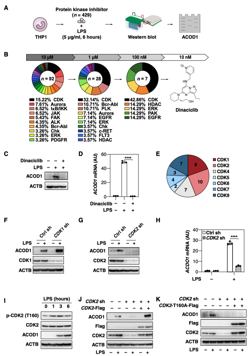Science子刊丨脓毒症新靶点CDK2-ACOD1 - 知乎