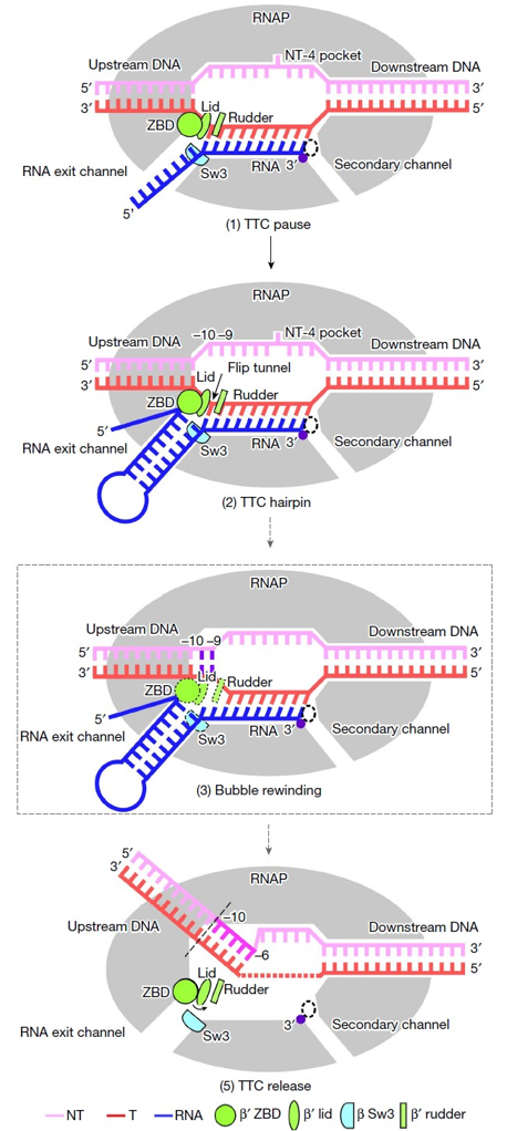 最新《自然》：中国科学家揭示基因转录终止机制 - 知乎