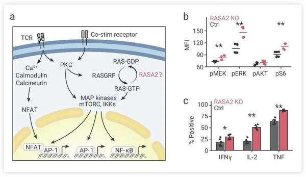Nature | RASA2-KO——让过继性 T 细胞持久更有效 - MedChemExpress - 知乎