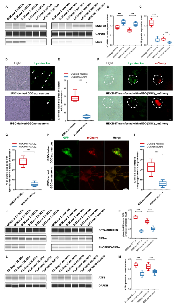 项目文章 | 单细胞测序揭示NOTCH2NLC基因GGC重复扩增导致核糖体生物生成及翻译障碍 - 知乎