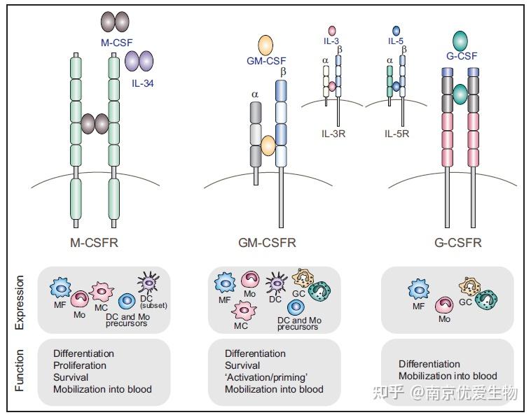 GM-CSF有什么作用？ - 知乎