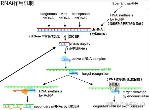 siRNA从设计到实验系列（一） - 知乎