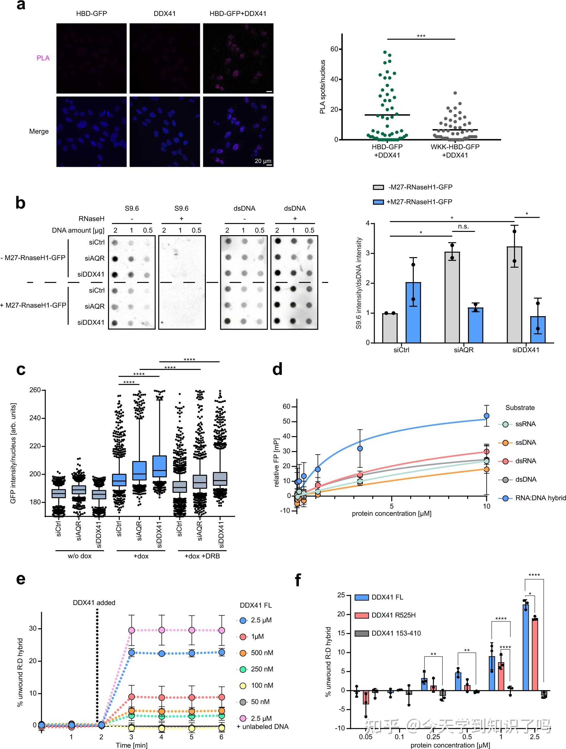 R-loop邻近蛋白质组学鉴定出DDX41在转录相关基因组不稳定性中的作用 - 知乎
