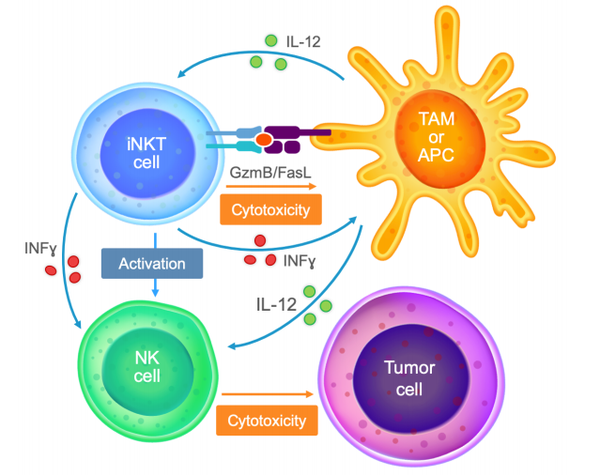 CAR技术的传承：CAR-NK、CAR-NKT、CAR-M、CAR-Treg - 知乎