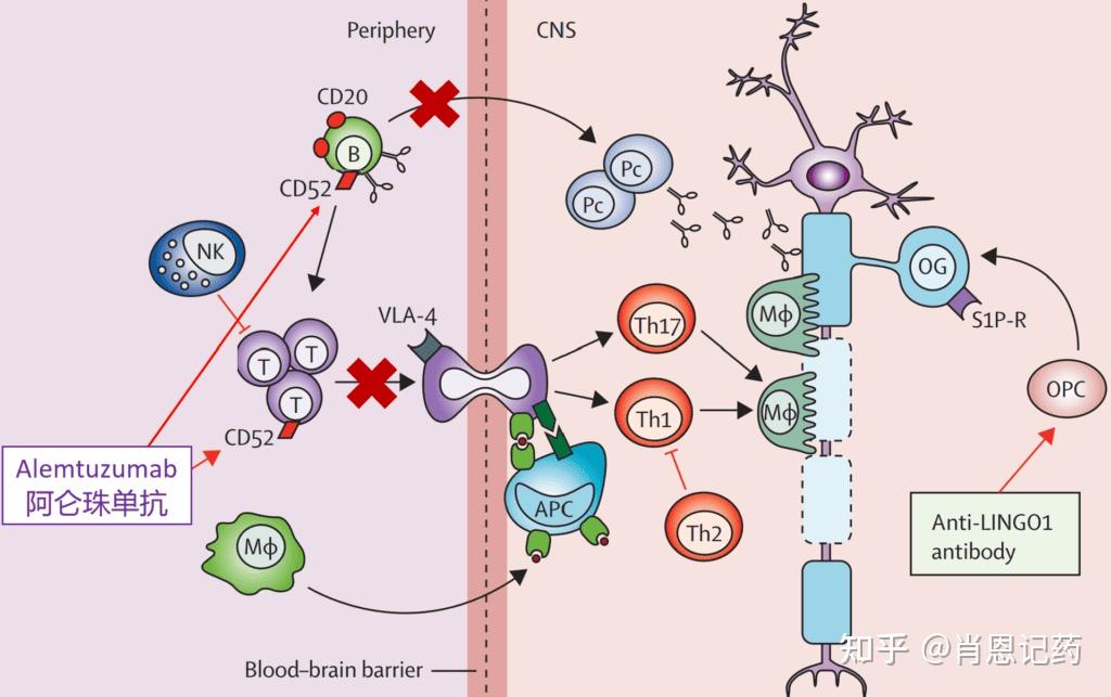 记住所有FDA生物药 | 靶向CD52 | Alemtuzumab 阿仑珠单抗 | 慢性淋巴细胞白血病、多发性硬化 - 知乎