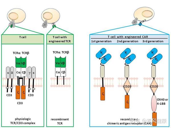 PD-1/PD-L1、CAR-T，关于肿瘤免疫治疗要了解的都在这！ - 知乎