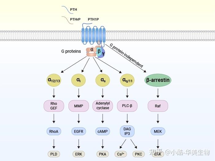 PTH1R：钙磷代谢与骨重塑的核心靶点，引领代谢性骨病治疗新突破 - 知乎