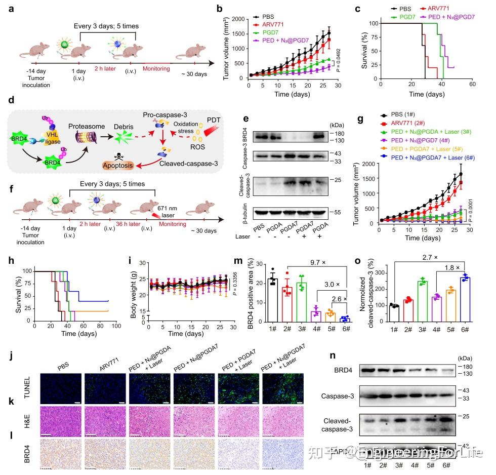 《Nat. Commun》老树开新花-基于原位生物正交点击反应大幅提升PROTACs纳米疗法靶向性 - 知乎