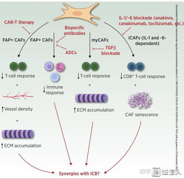 CAF综述——CAF在炎症和抗肿瘤免疫中的作用 - 知乎