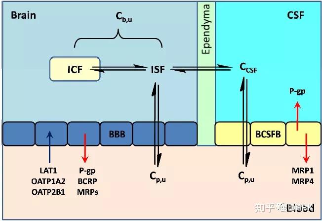 中枢神经系统药物（central nervous system, CNS）药物的PK考虑 - 知乎